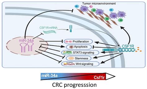 Csf1r Mediates Enhancement Of Intestinal Tumorigenesis Caused By