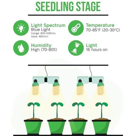 The Seedling Stage A Crucial Step In Plant Growth