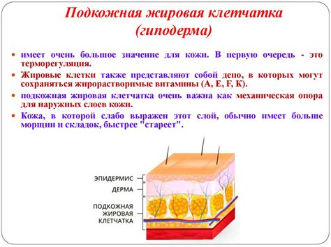 Строение и функции кожи презентация онлайн