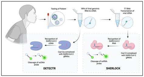 Of The Process Required For The Detectr And Sherlock Crispr Diagnostic Of The Process Required For The Detectr And Sherlock Crispr Diagnostic