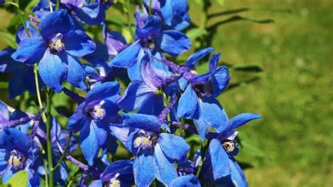 11 Best Perennial Delphinium Varieties To Grow This Year 11 Best Perennial Delphinium Varieties To Grow This Year