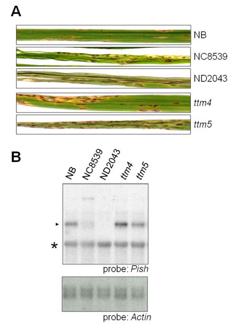 The Susceptible Phenotype Of Selected Mutant Lines A Three Week Old Download Scientific