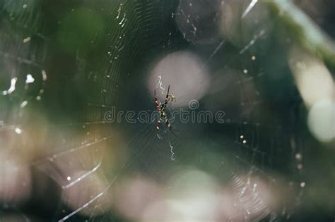 Spider On The Net The Spider Sits On A Web And Hunts Waits For Prey To Fall Into Its Trap The