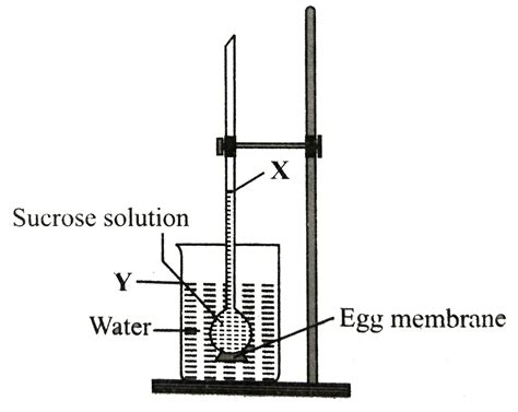 Which Of The Following Experiment Is Called Physiological Demonstration Of Osmosis