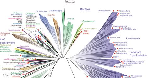 Tree Of Life Redesigned To Reflect Thousands Of New Species Inhabitat Green Design