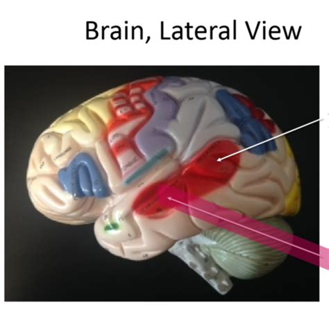 Bio 168 Lab Brain Flashcards Quizlet