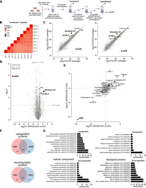 Figure Supplement 2 Membrane Mass Spectrometry Of Wt And Rps25 Ko Hap1 Download Scientific
