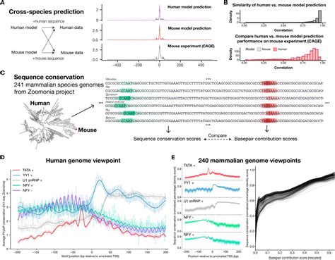 Transcription Initiation Diagram