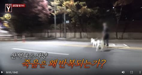 아삭이 궁금한이야기y 고양이 사냥 진돗개 세 마리 견주 누구 복자두 보호자 제보 610회 궁금한이야기y 산책 혹은 사냥
