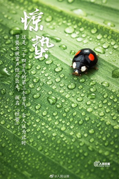 惊蛰到唤醒一个生机盎然的春天 极目新闻