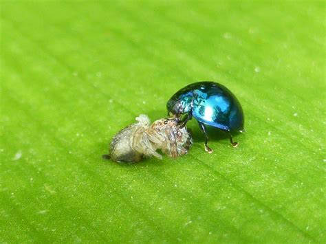 Metallic Blue Ladybug