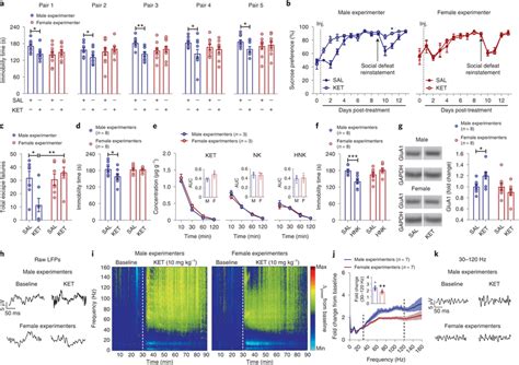 The Sex Of The Human Experimenter Influences Antidepressant And Download Scientific Diagram