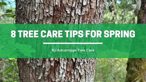 Tree Care Tips For Spring Advantage Tree Care