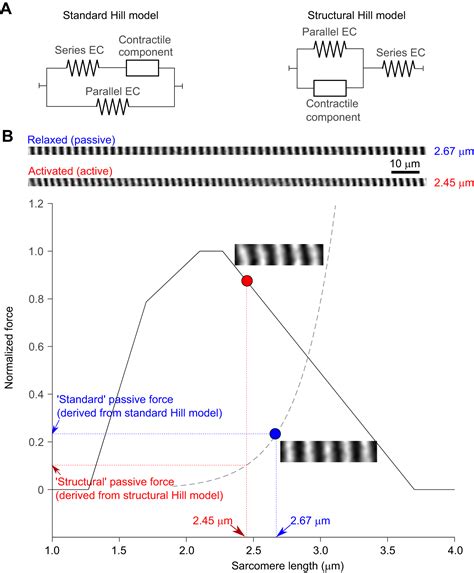The Sarcomere Force Length Relationship In An Intact Muscle Tendon Unit Journal Of
