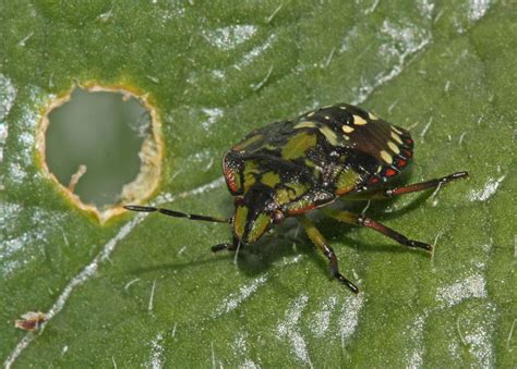 Cucumber Diseases And Pests Description Uses Propagation