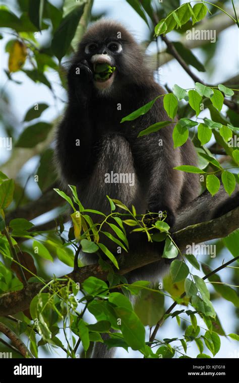 The Dusky Leaf Monkey Spectacled Langur Or Spectacled Leaf Monkey