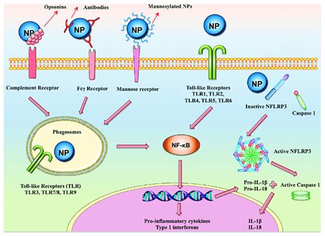 Summary Of Nanoparticle Mediated Activation Of Pro Inflammatory