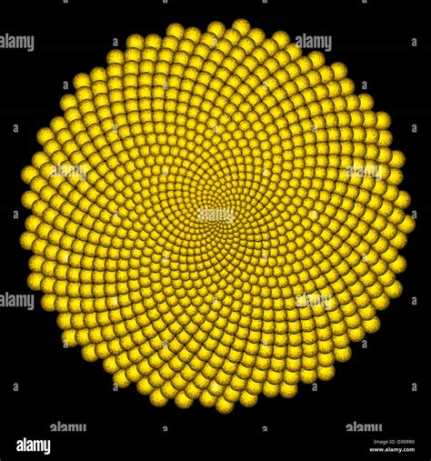 Fibonacci Spiral Pattern