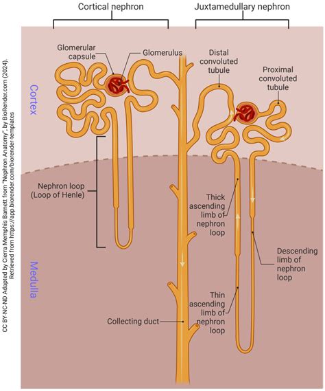 Nephron Structure And Function Integrated Human Anatomy And Physiology