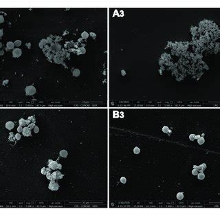 Scanning Electron Microscopy SEM Images Of Cryptococcus Neoformans Download Scientific