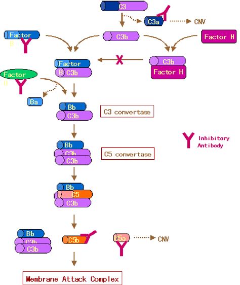 Alternate Pathway Of Complement Activation The Alternate Pathway Of Download Scientific