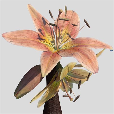 3d Lily Flower Model
