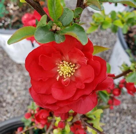 Beining Nursery And Landscaping