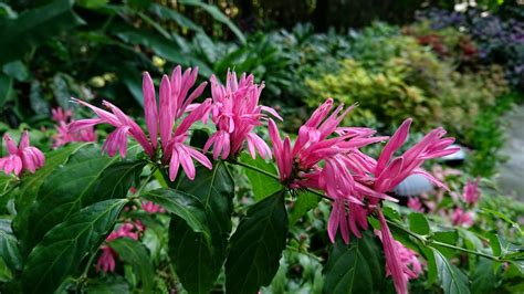 Acanthaceae