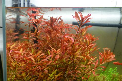 红雨伞草红水草红雨伞第4页大山谷图库