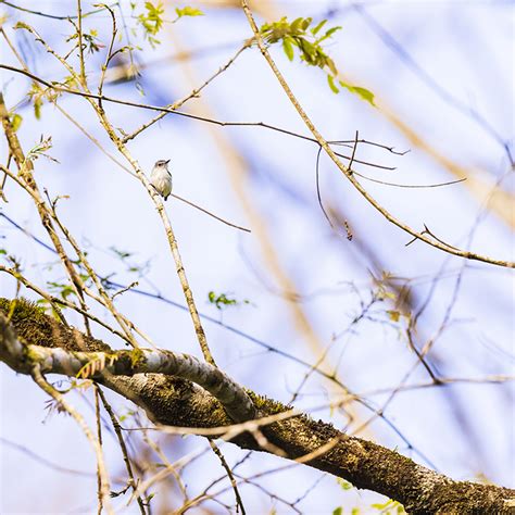 Grasshopper Buffet 10000 Birds