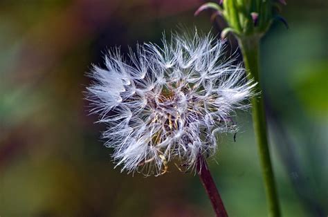 30 Free Parachute Seeds And Dandelion Images Pixabay
