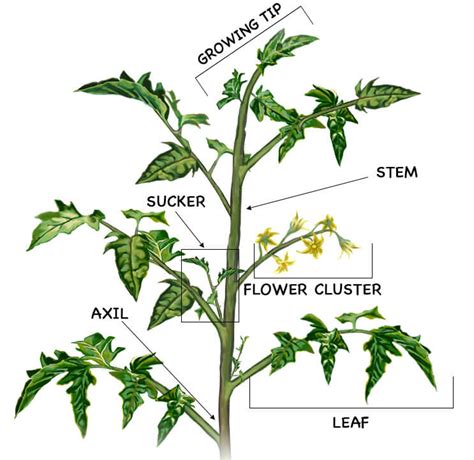 How To Prune A Tomato Plant For Bigger Harvest Bonnie Plants
