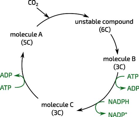 Calvin Cycle Diagram