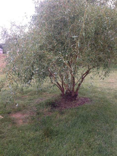 Different Angle Of Tree Different Angles Plants Tree