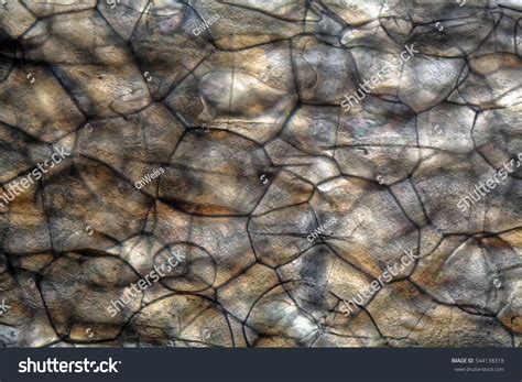 Nodules Polystyrene Under Microscope Polarized Light库存照片544138318