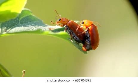 Bug Couple Caught While Having Sex Stock Photo Shutterstock