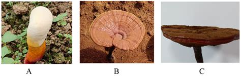Integrated Transcriptomic And Targeted Metabolomic Analysis Reveals The Key Genes Involved In