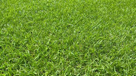 How To Grow Grass In Shady Areas