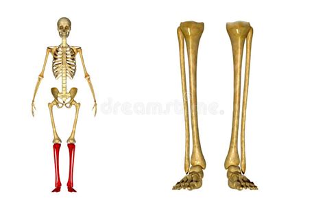 Fibula Och Tibia Ankel Och Fot Arkivfoto Bild Av Systemet Tyngst