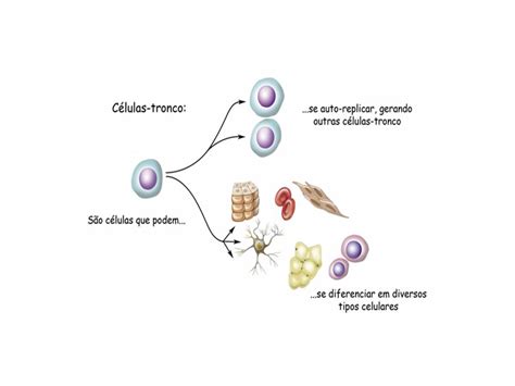 CÉlula Tronco Pluripotentes 7º Ano