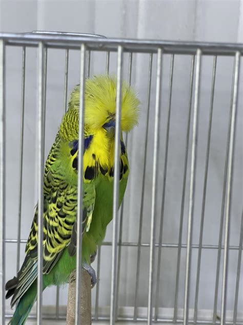 جناية بادجي العراق 🇮🇶