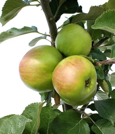 Granny Smith Apple Tree For Sale Perfect Plants