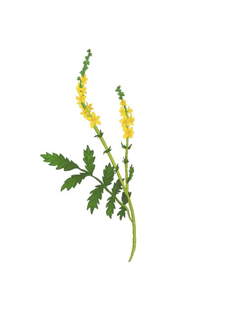 Repík Lekársky Fitapoteka Sk