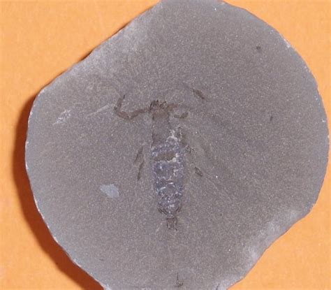 Pulmonoscorpius Fossil