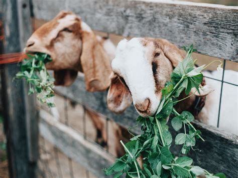 Goat Sex A Comprehensive Guide To Reproduction In Goats Mother Farmland