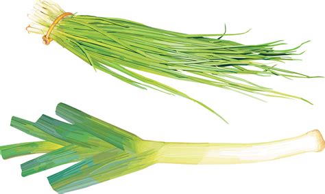 Leek Png Image Free Download Dwpng Com