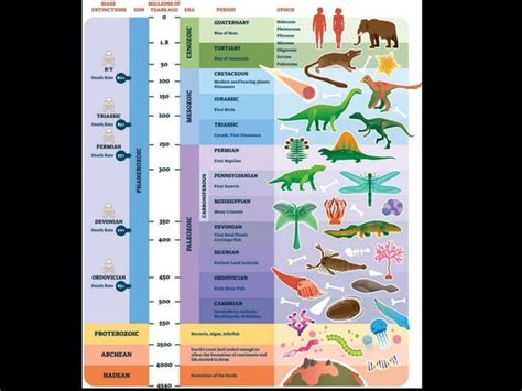 Quarter 4 Week 7 Defining And Identifying Subdivisions Of Geologic Time Scale Using Index Fossil