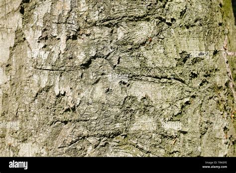 Gray Tree Bark With Wood Texture Background Image Stock Photo Alamy