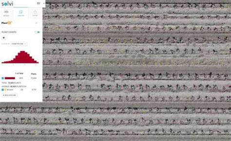 Solvi Blog Counting And Measuring Cabbage Heads With Drones For Yield
