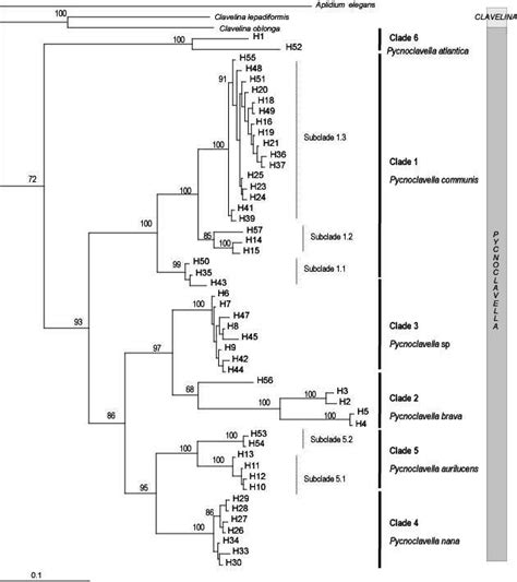 bayesian inference tree bi obtained from the nucleotide sequences
